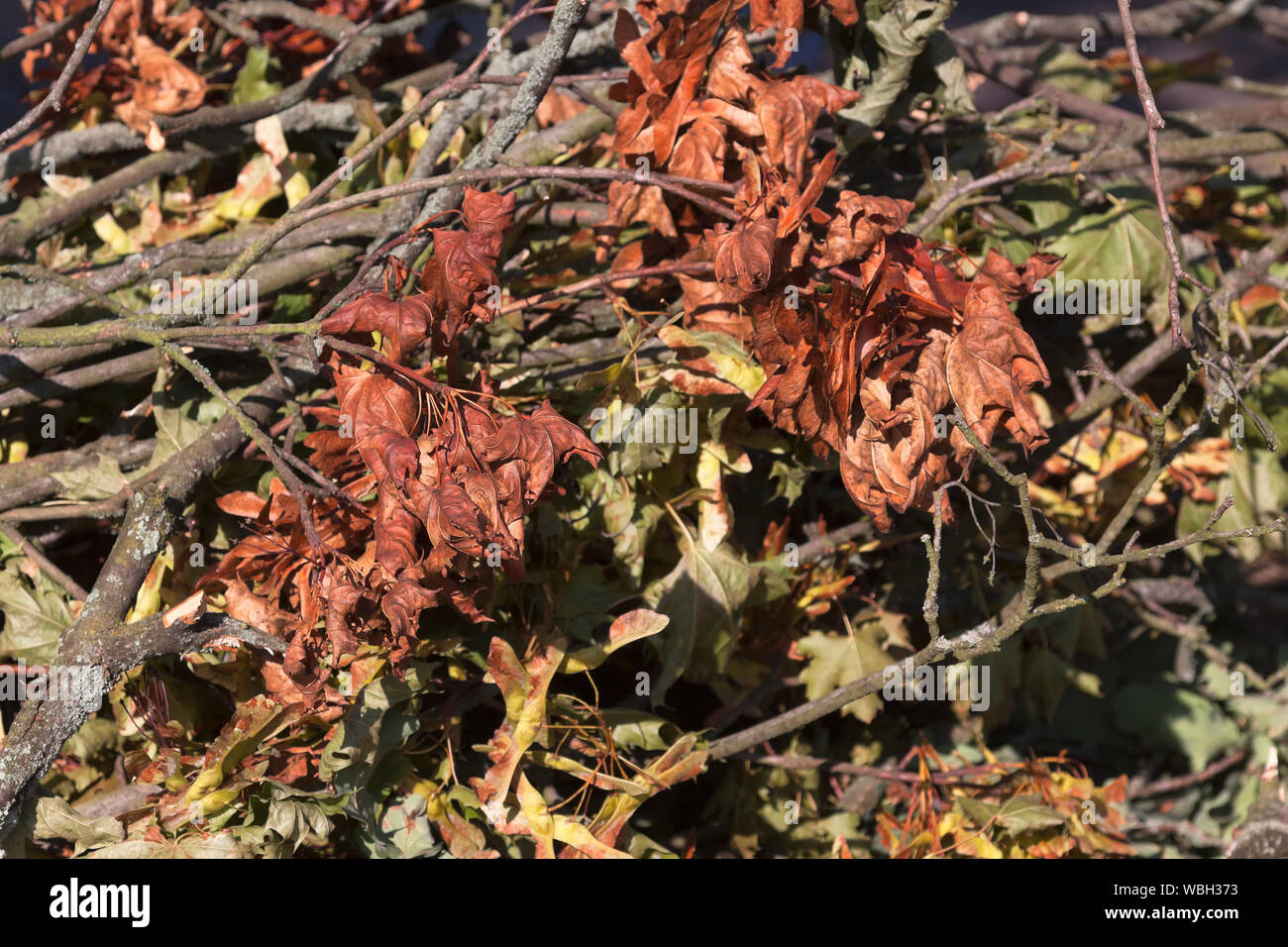 Dried leaves of a deciduous tree in the forest Stock Photo - Alamy