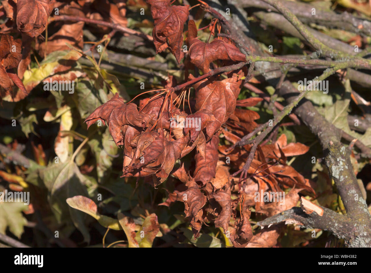 Dried leaves of a deciduous tree in the forest Stock Photo - Alamy