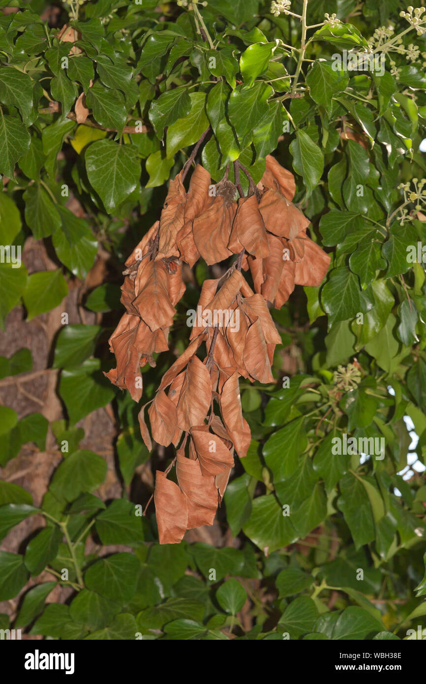 Dried leaves of a deciduous tree in the forest Stock Photo - Alamy