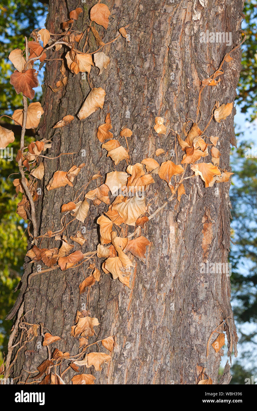 Dried leaves of a deciduous tree in the forest Stock Photo - Alamy