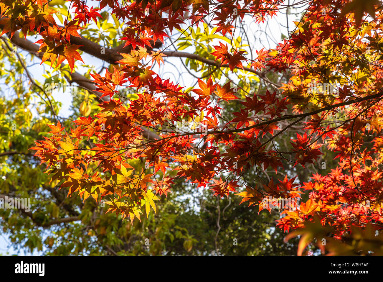 Young Japanese maple leaves glow up their red color under morning sun ...