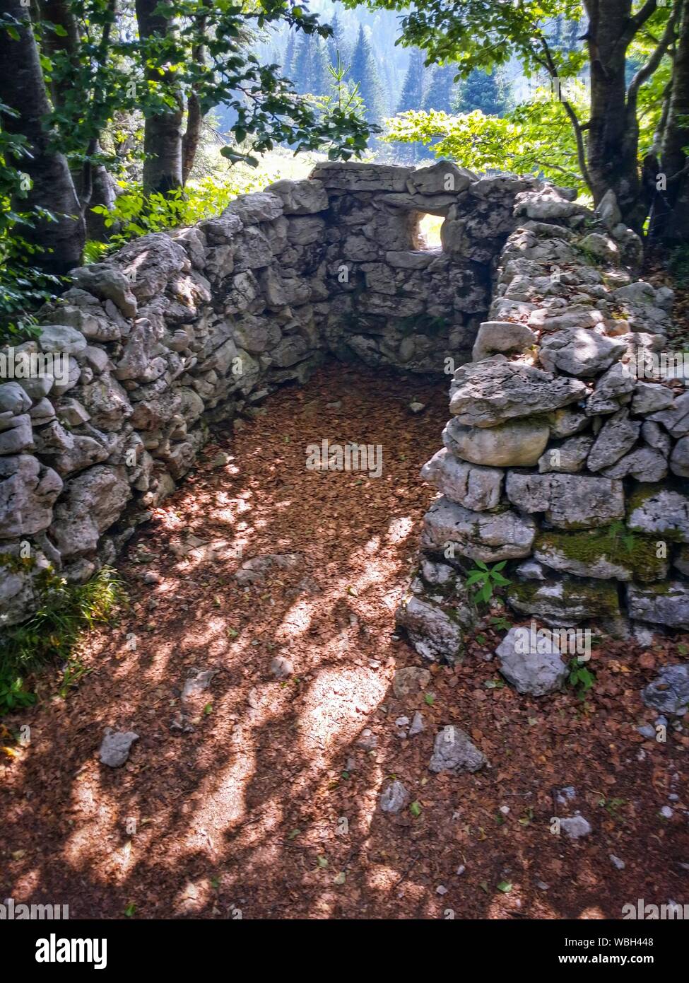 Wall forest hi-res stock photography and images - Alamy