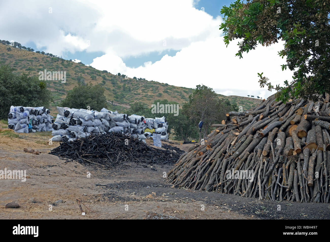 wood coal yield Stock Photo - Alamy