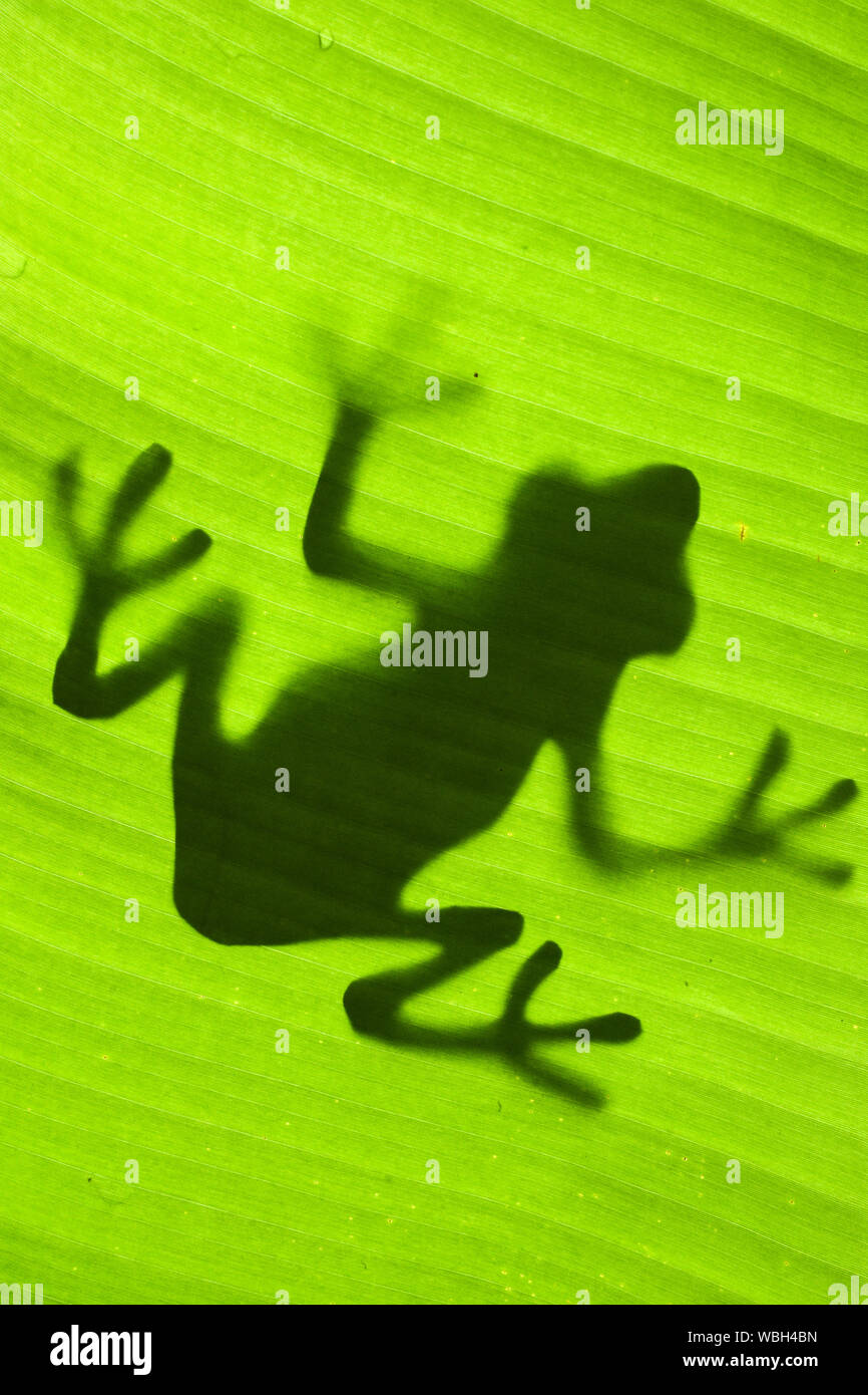 Frog Shadow High Resolution Stock Photography and Images - Alamy