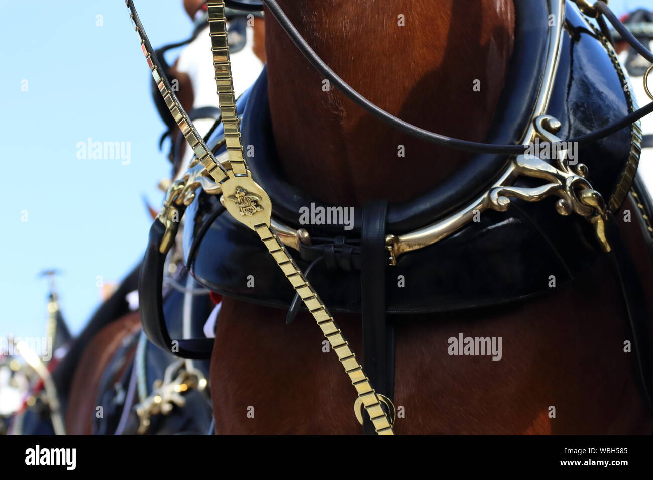 Horse wearing black bridle hi-res stock photography and images - Alamy