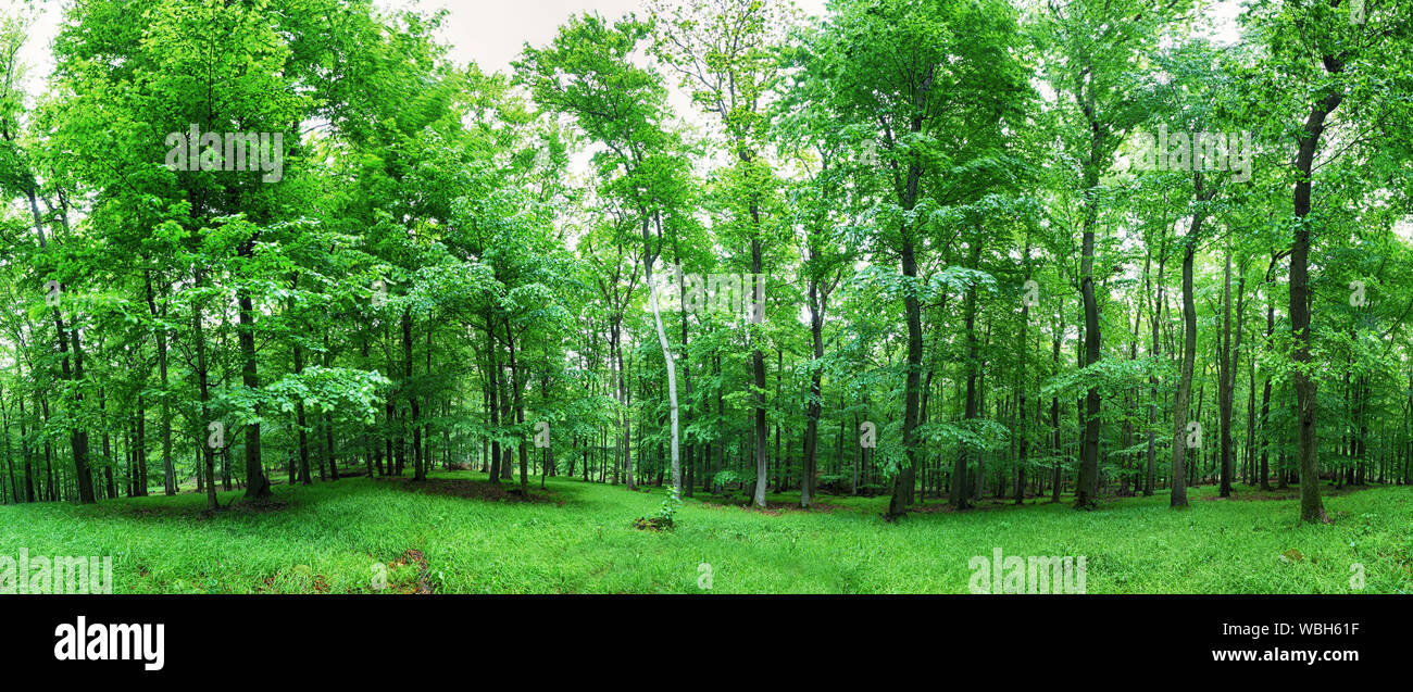Green forest panorama at rain Stock Photo - Alamy