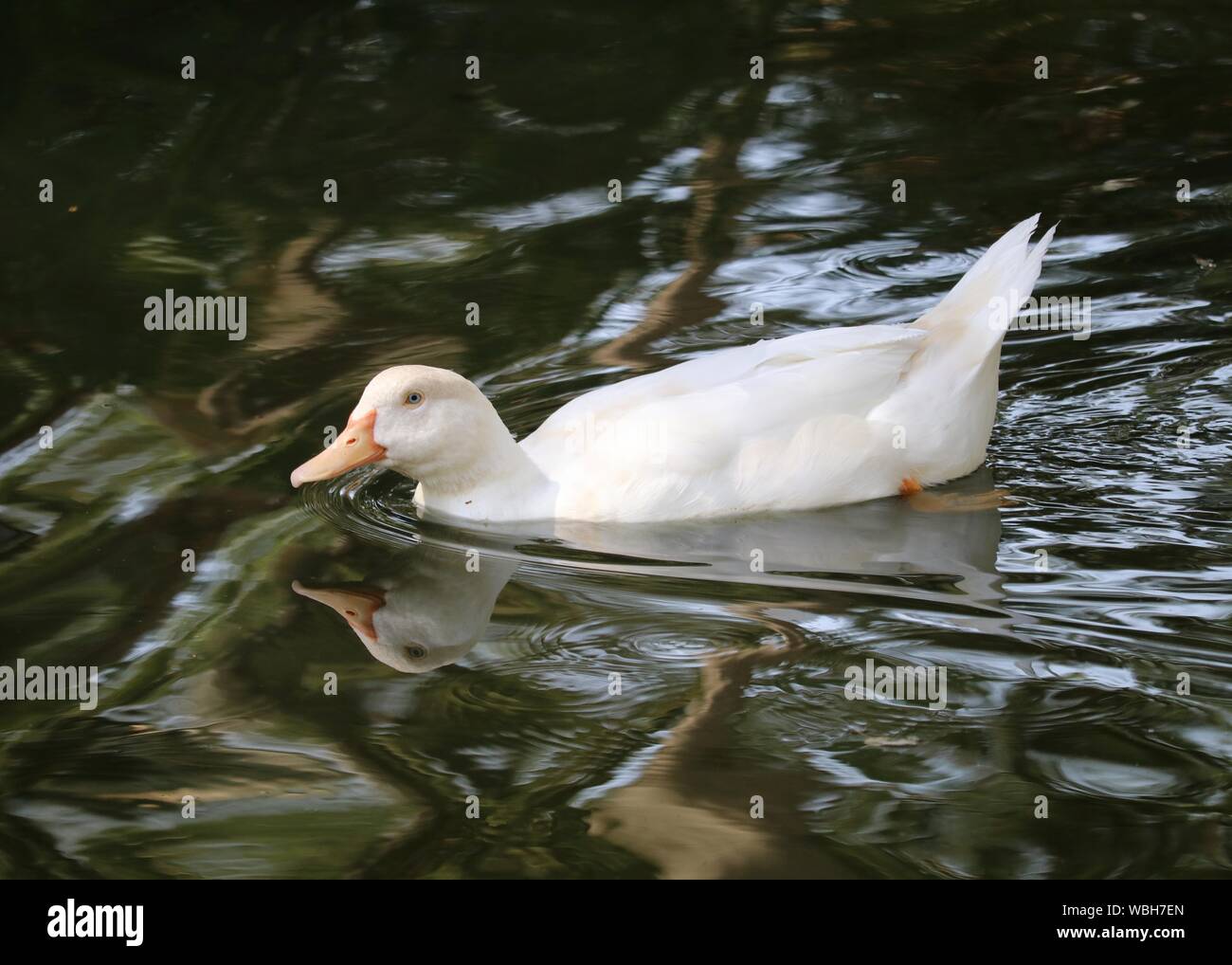 White duck swimming hi-res stock photography and images - Alamy