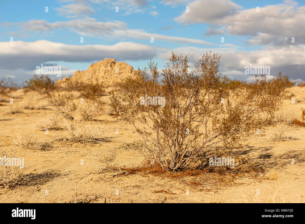 Low level bushes hi-res stock photography and images - Alamy