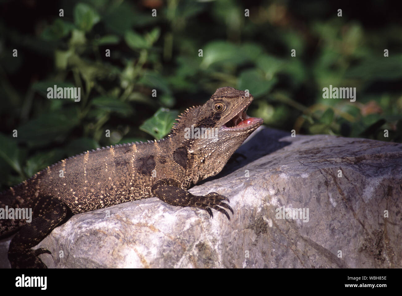Lizard reptile mouth open hi-res stock photography and images - Alamy
