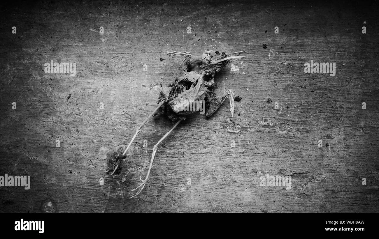 Dead bird lying Black and White Stock Photos & Images - Alamy