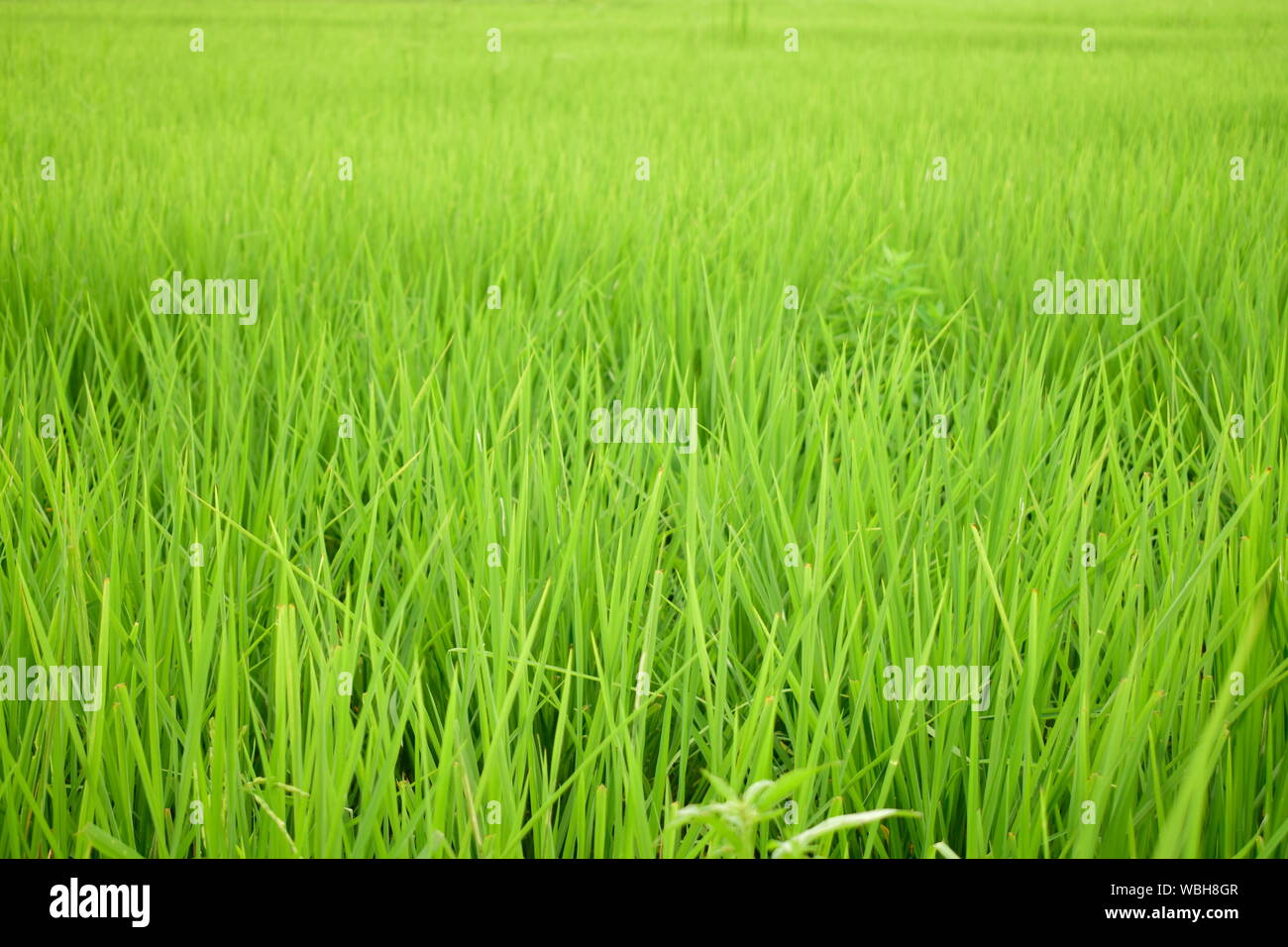 Beautiful crop of rice hi-res stock photography and images - Alamy