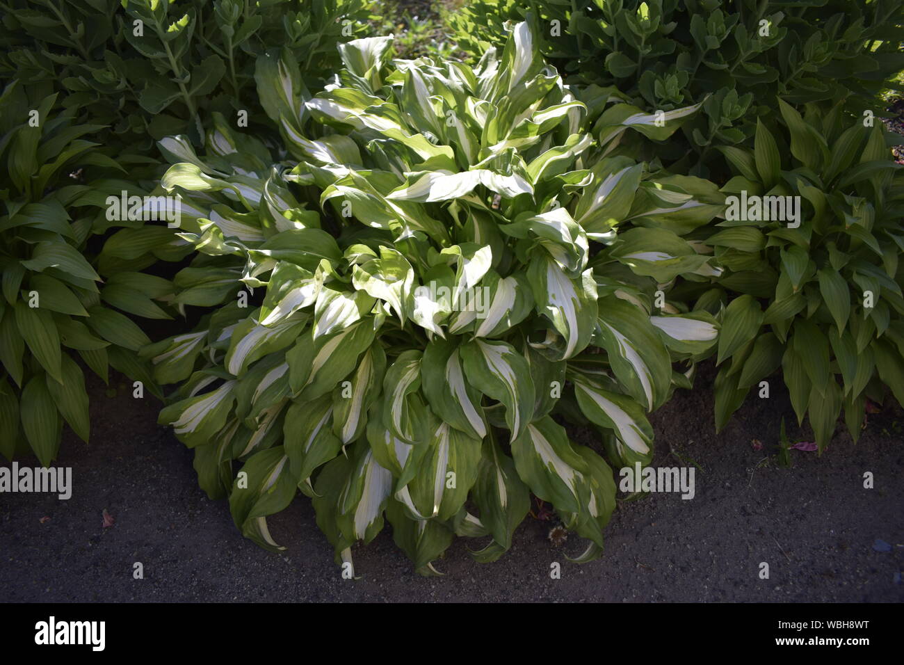 Hosta is a genus of plants commonly known as hostas, plantain lilies ...