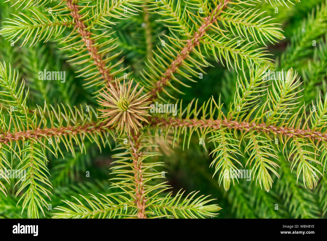 Star like pattern hi-res stock photography and images - Alamy