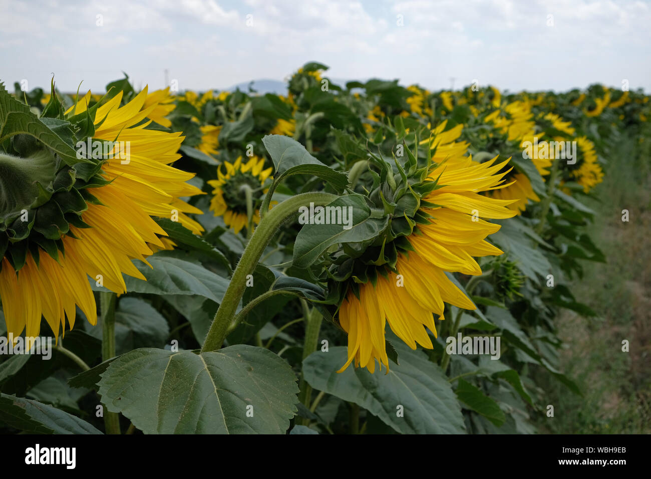 The different colors of the crops planted at different times provide ...
