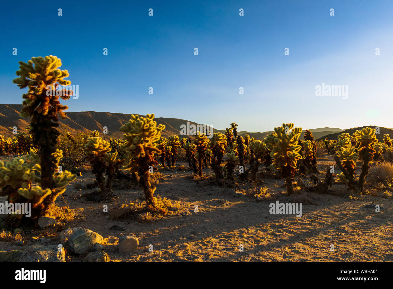 Cholla Cactus In Joshua Tree National Park, California Stock Photo - Alamy