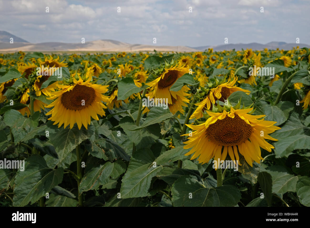 The different colors of the crops planted at different times provide ...