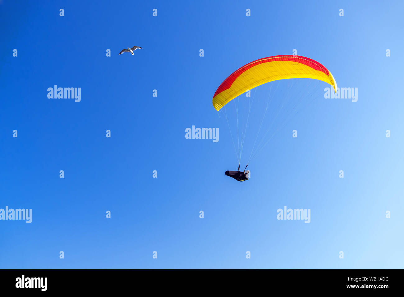 Paraglider and bird on the background of blue sky, freedom concept ...