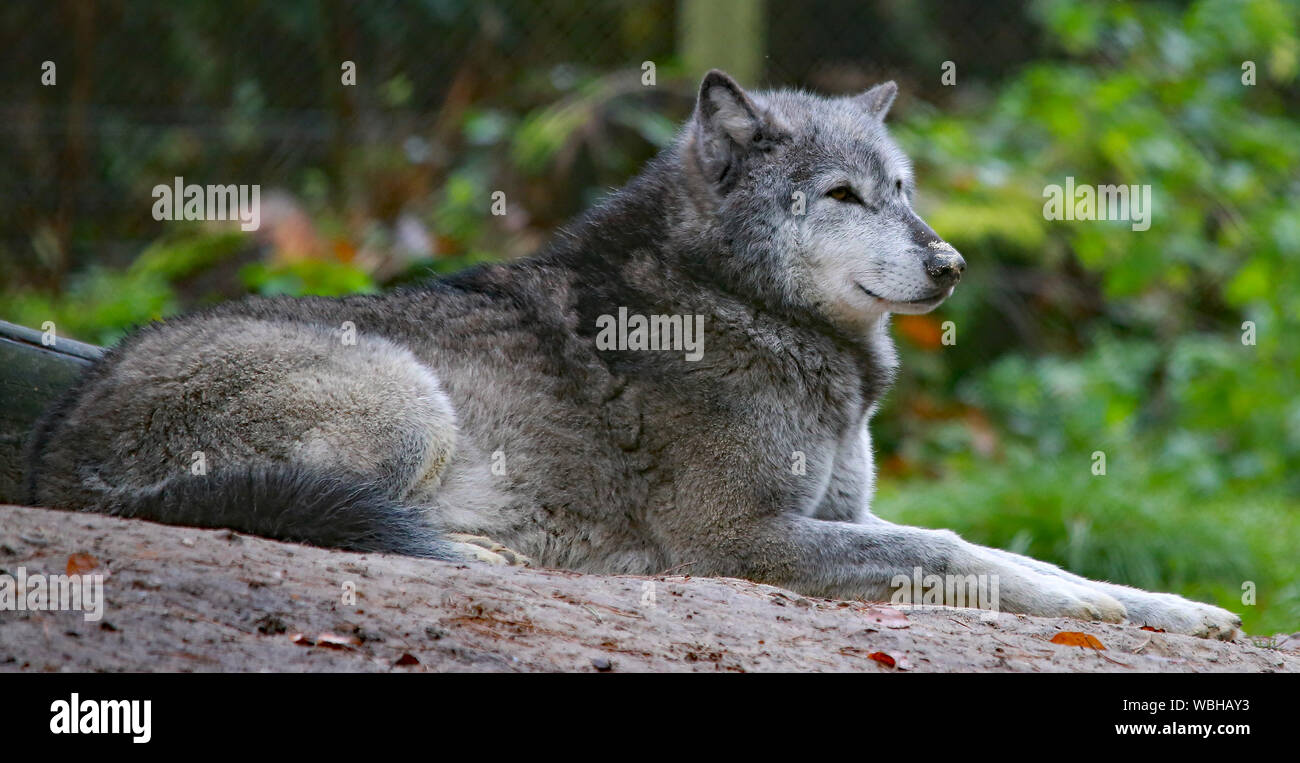 Wolf Lying On Ground