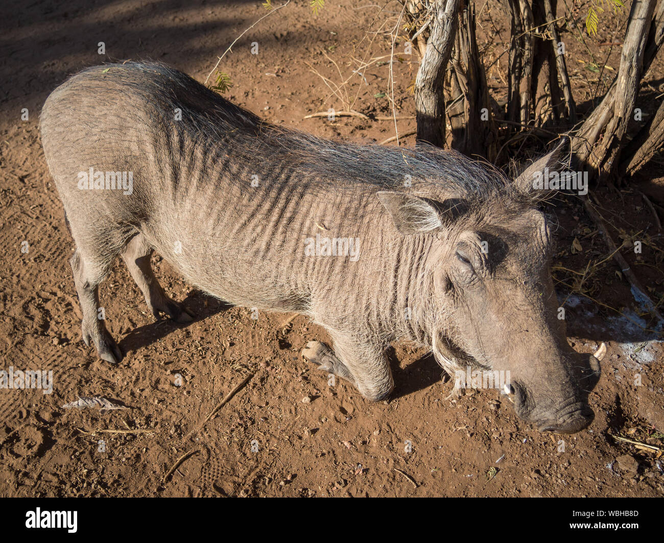 Common warthog outdoors hi-res stock photography and images - Alamy