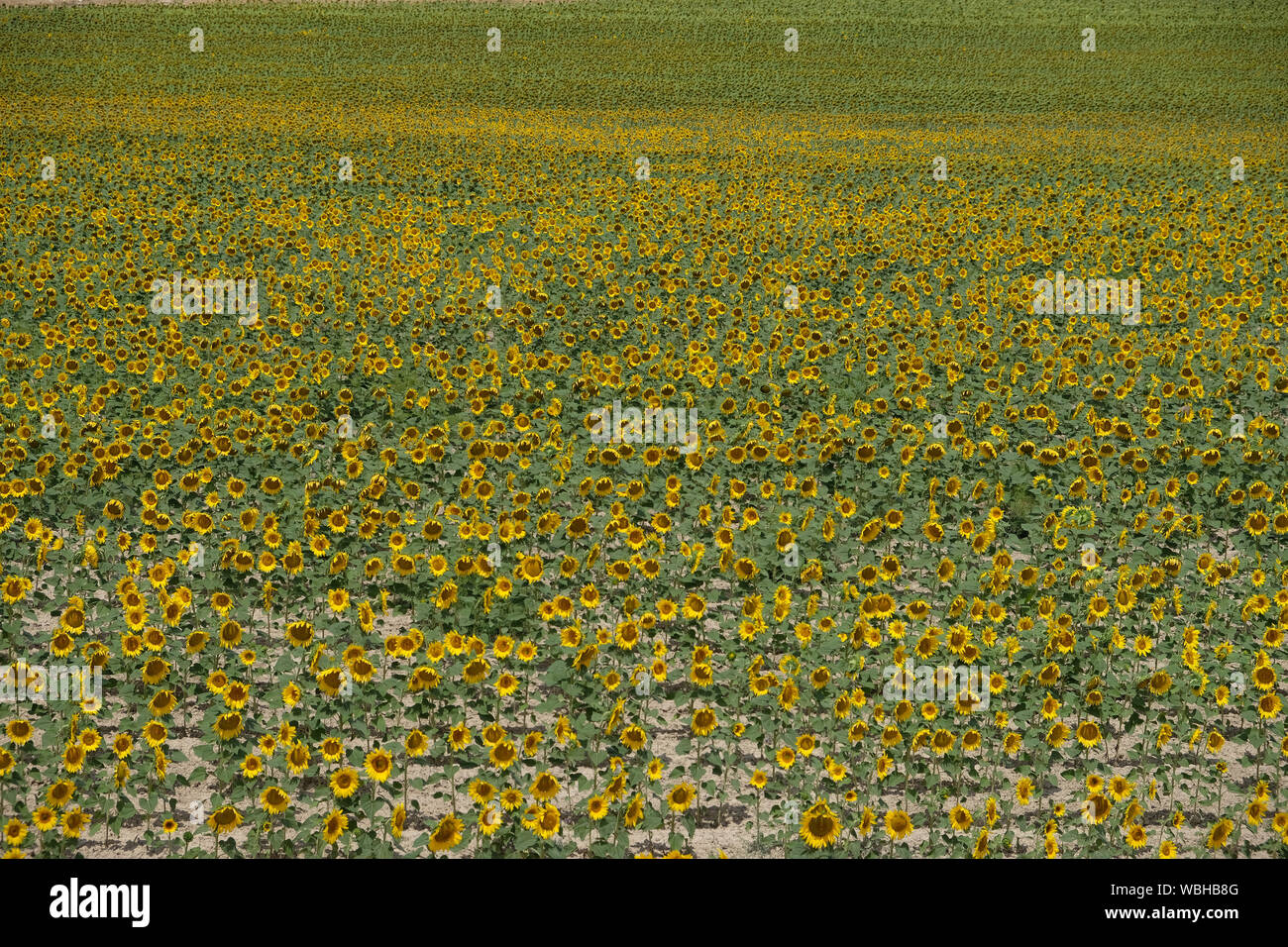 The different colors of the crops planted at different times provide ...