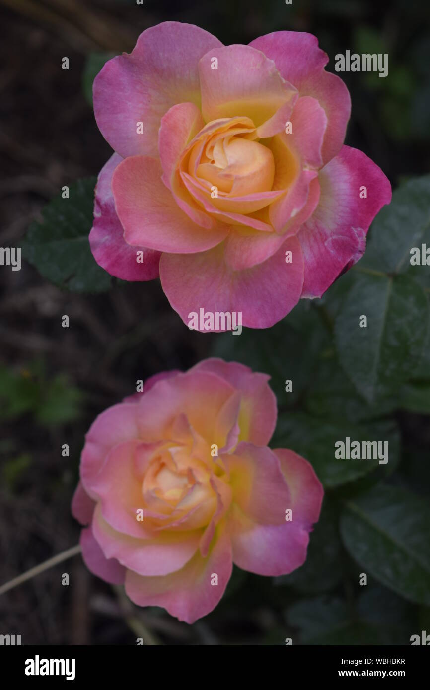 Floribunda, Rose, noble rose. Yellow and Orange Rose plants. A Plant ...