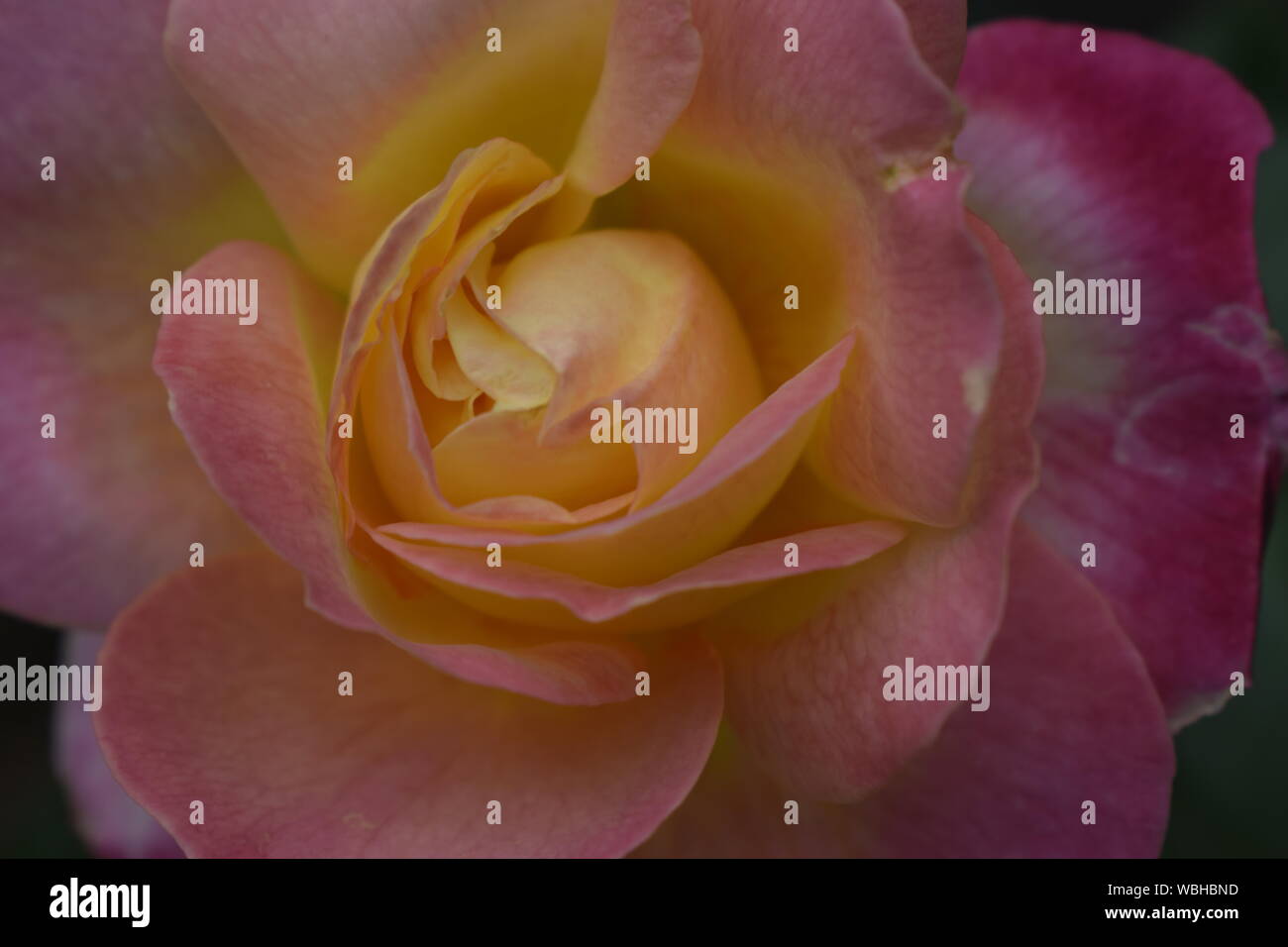 Floribunda, Rose, noble rose. Yellow and Orange Rose plants. A Plant ...