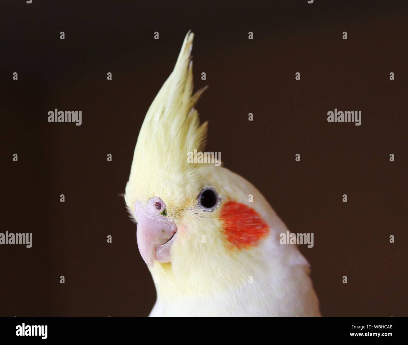 Close up cockatiel hi-res stock photography and images - Alamy