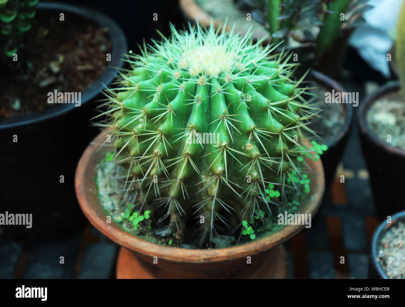 Green Cactus Plant, Green Cactus Wallpaper - Image Stock Photo - Alamy