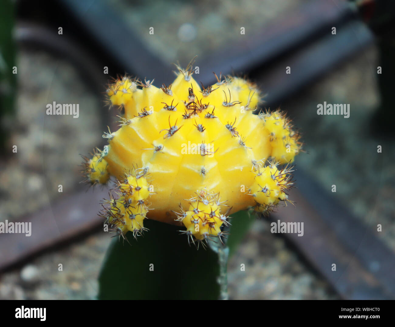 Cactus Plant, Yellow Cactus Flower Wallpaper - Image Stock Photo - Alamy