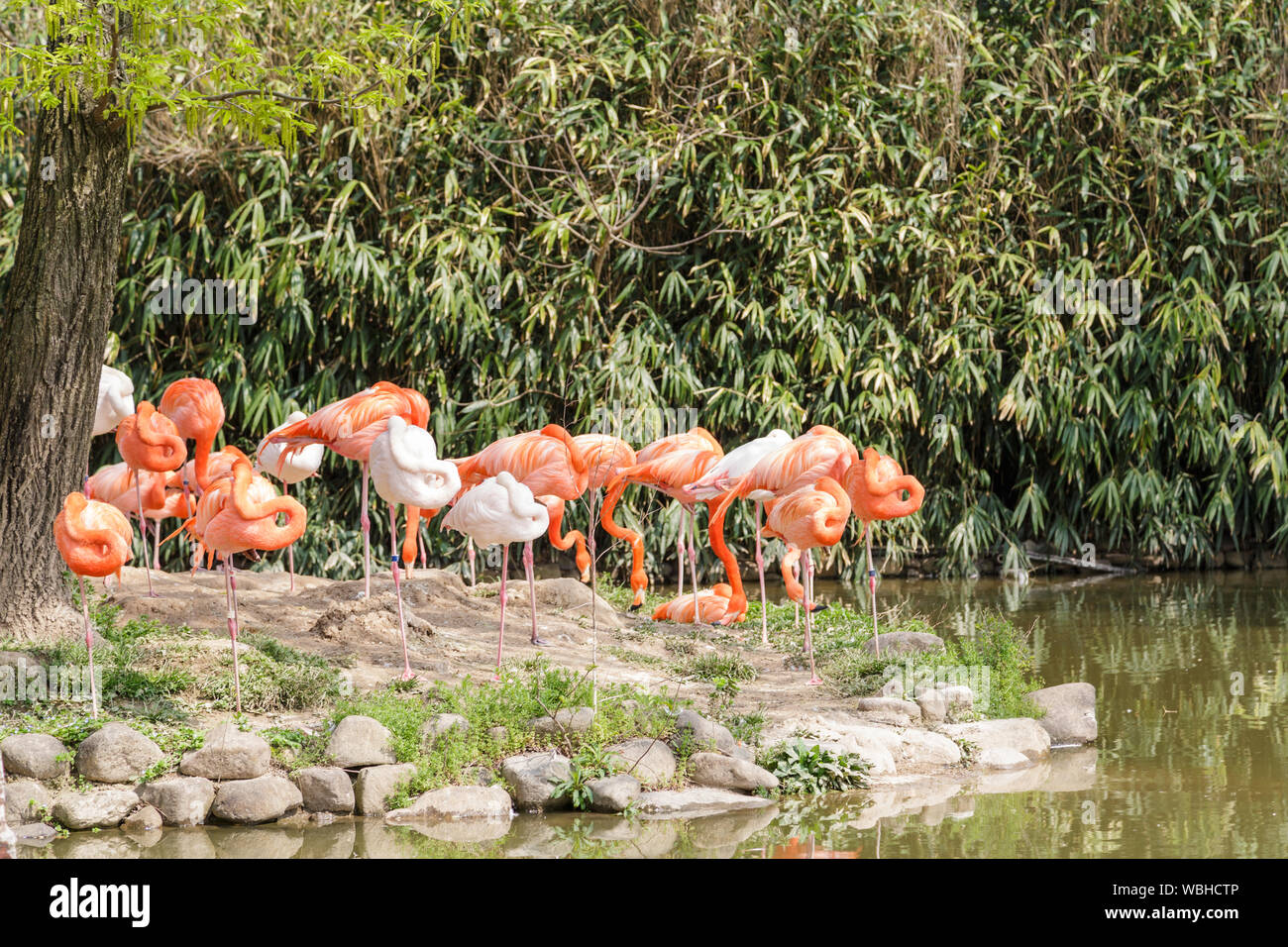 a flock of pink flamingos in the zoo Stock Photo - Alamy