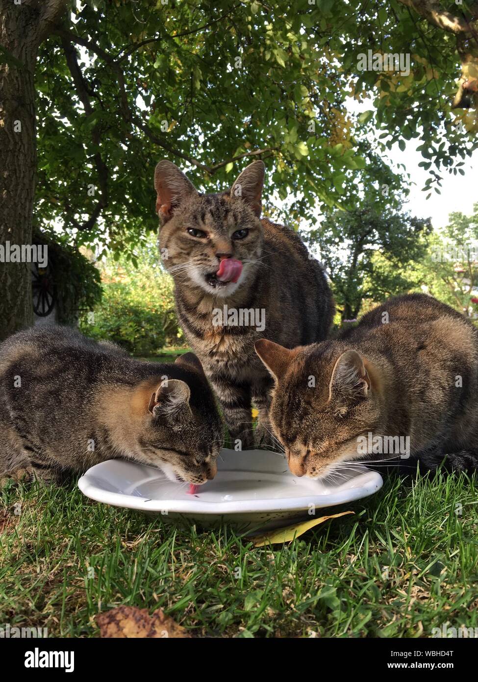 Cats milk hi-res stock photography and images - Alamy