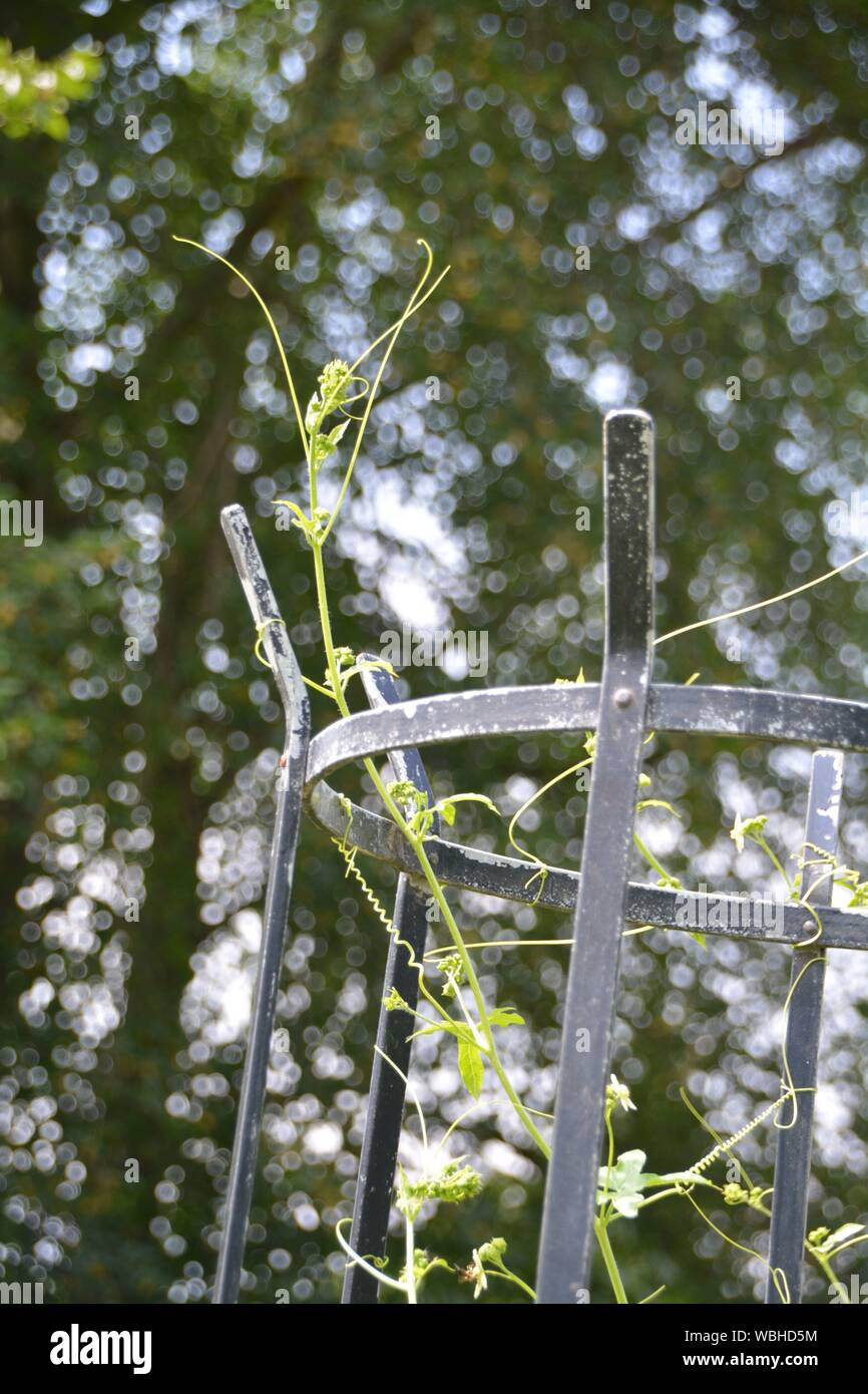 Trellis vine hi-res stock photography and images - Alamy