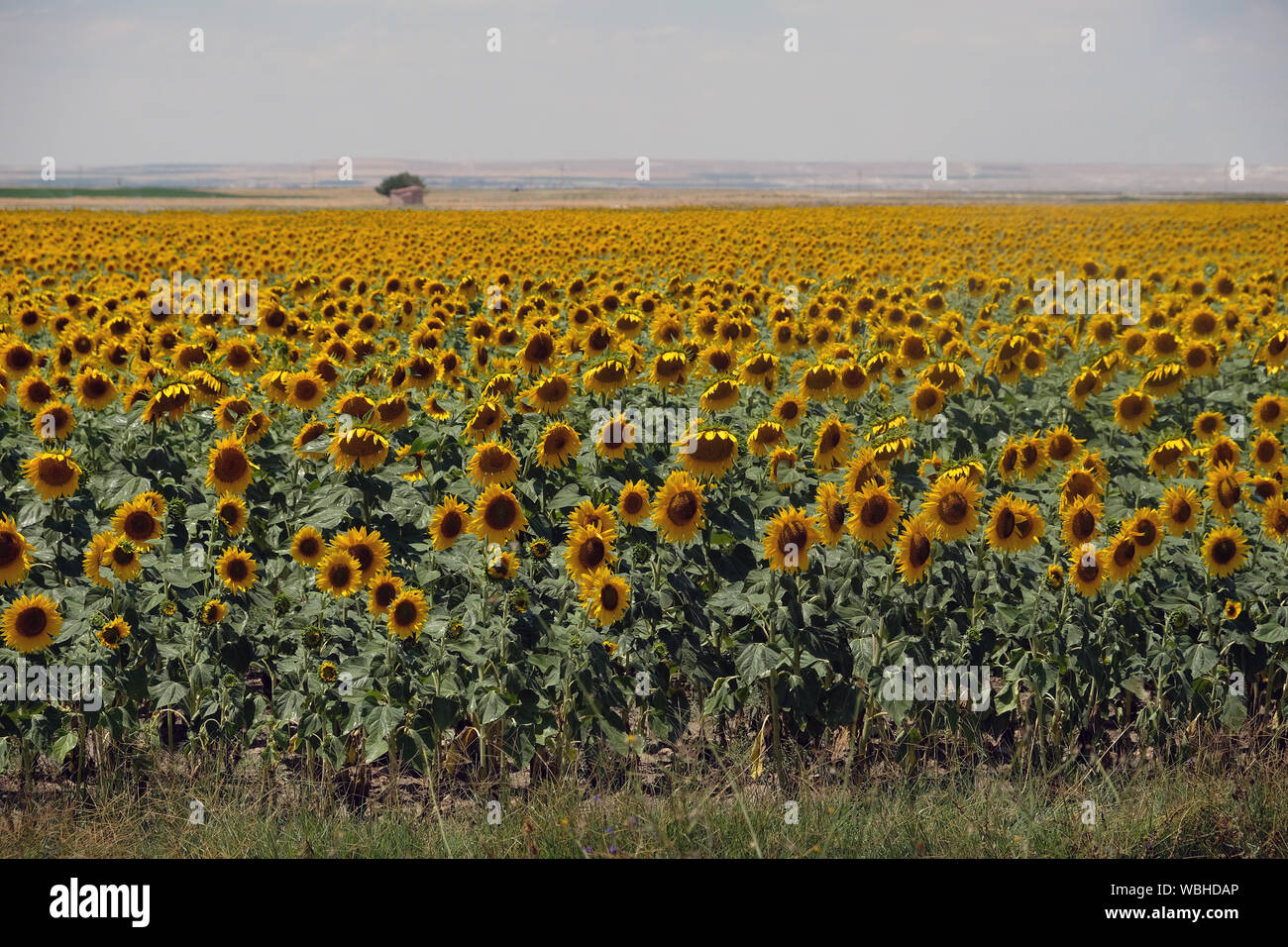 The different colors of the crops planted at different times provide ...