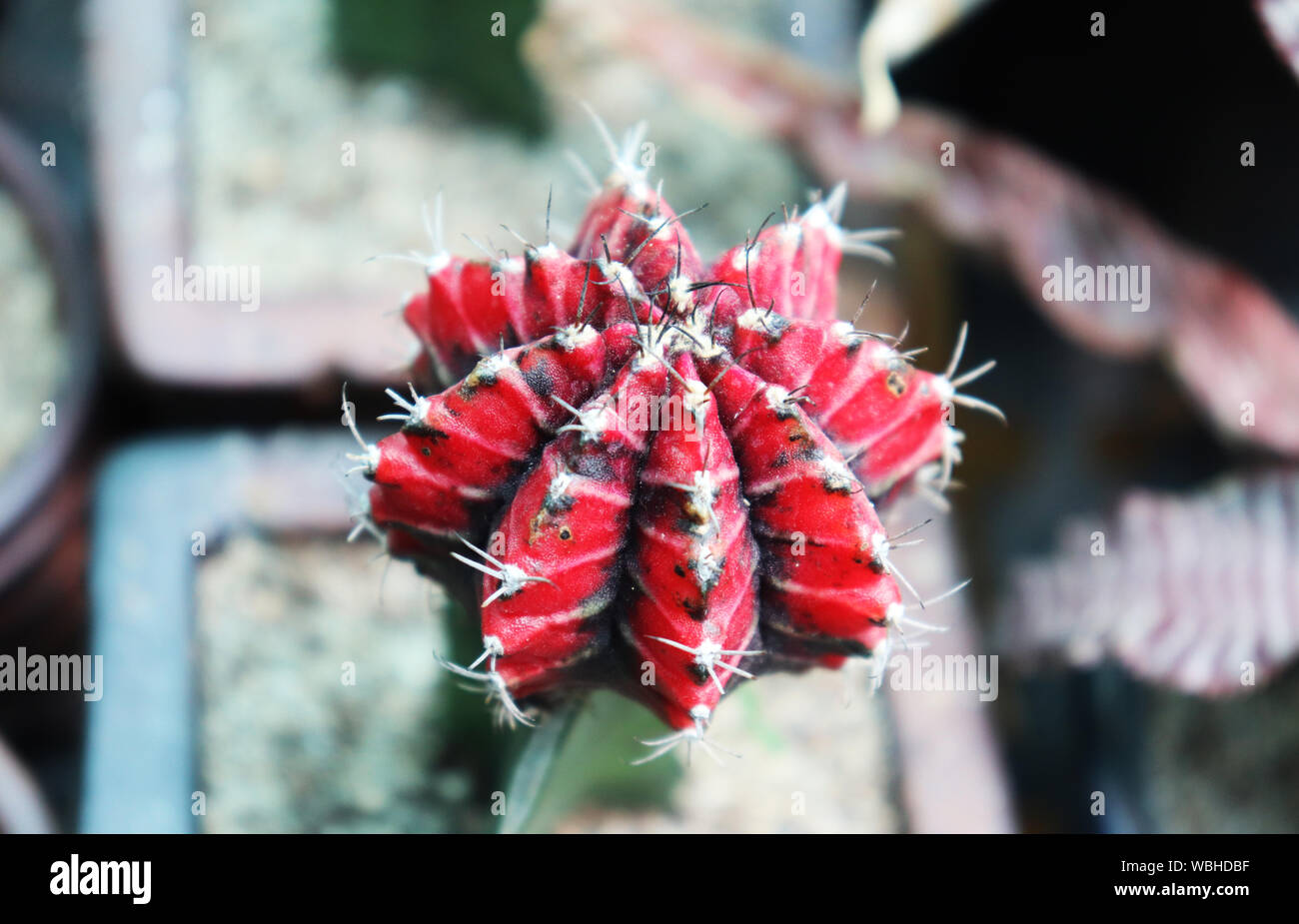 Cactus Plant, Red Cactus Wallpaper, Cactus Flower - Image Stock Photo ...