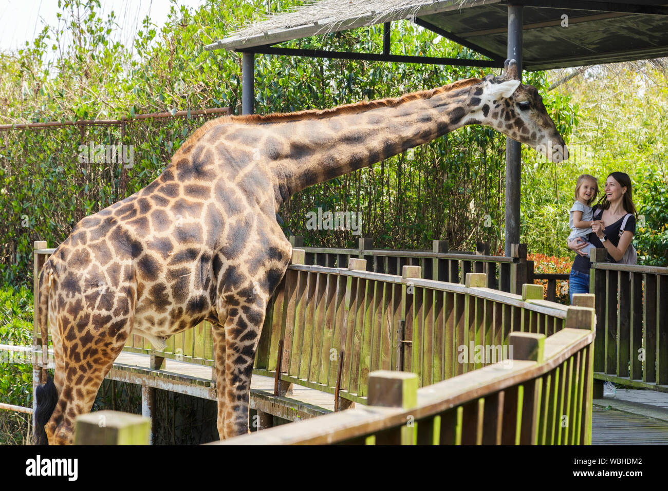 Happy Animals In Zoos