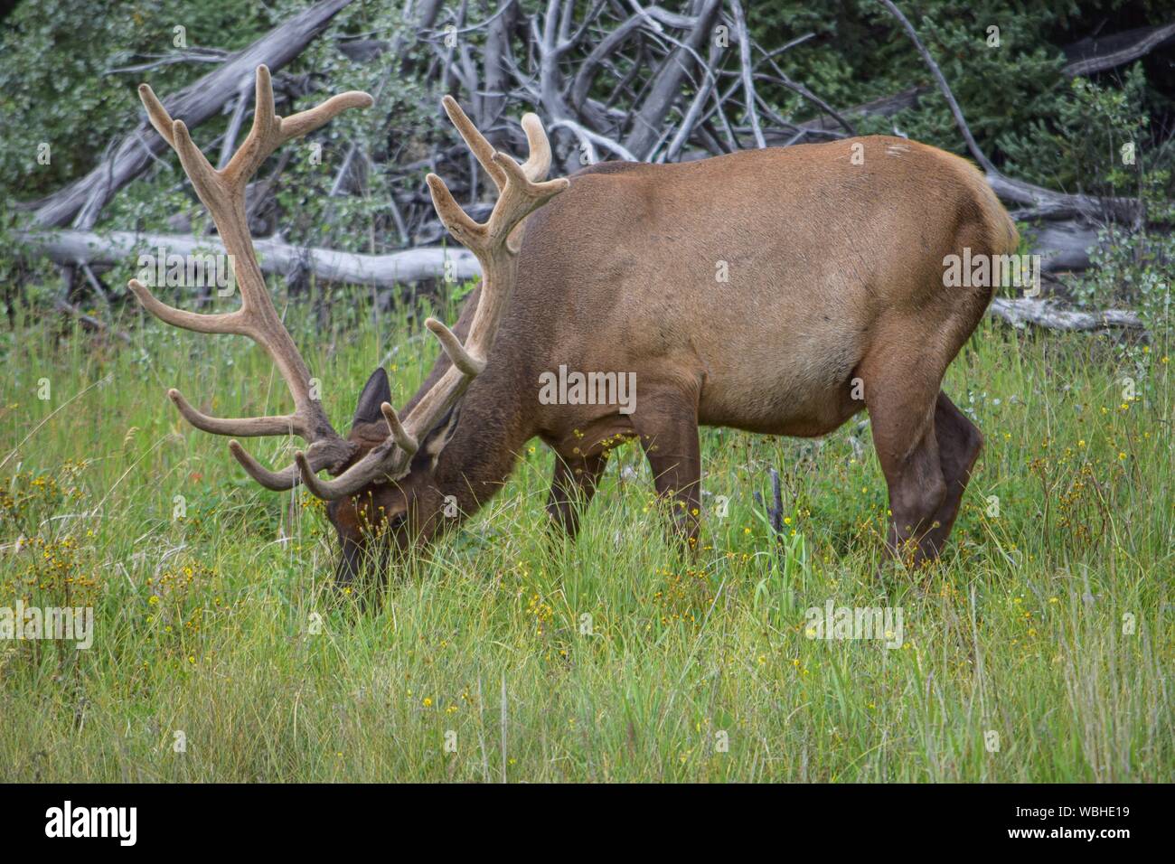 Elk in Jasper National park Stock Photo - Alamy
