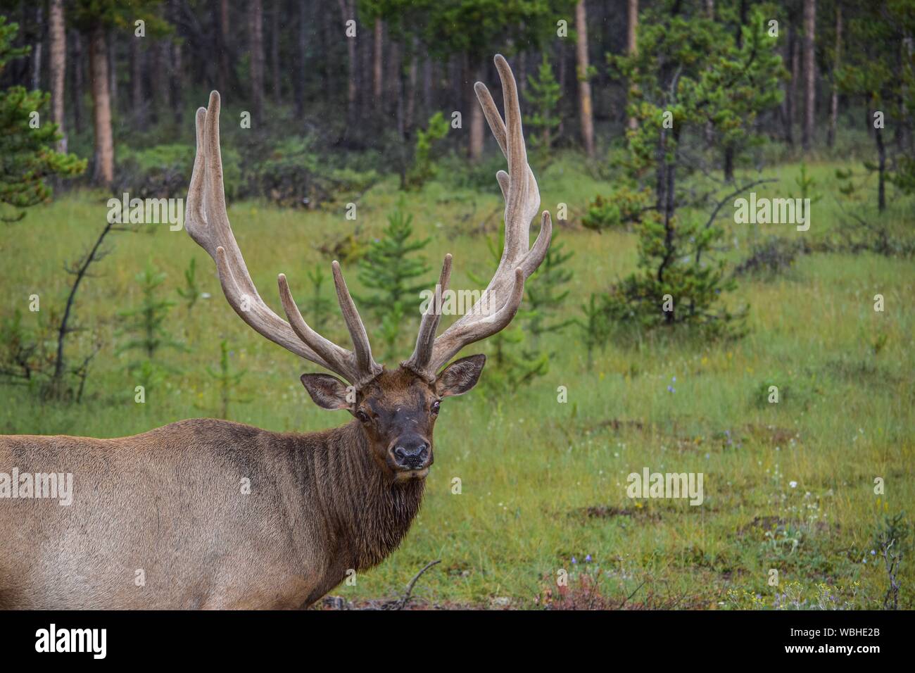 Elk in Jasper National park Stock Photo - Alamy