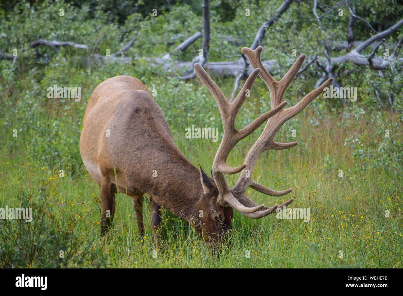 Elk in Jasper National park Stock Photo - Alamy