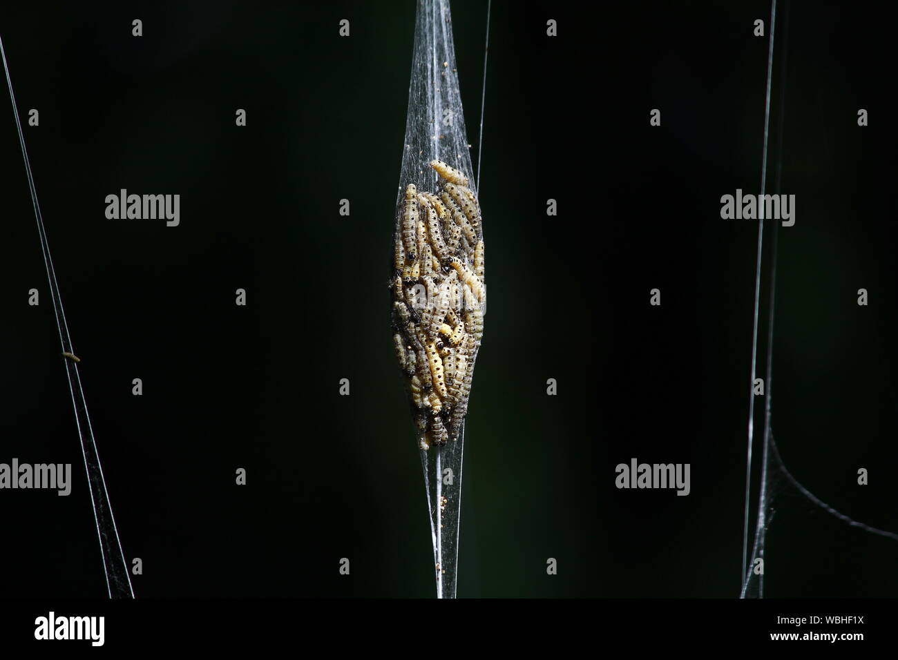Worms close up hi-res stock photography and images - Alamy