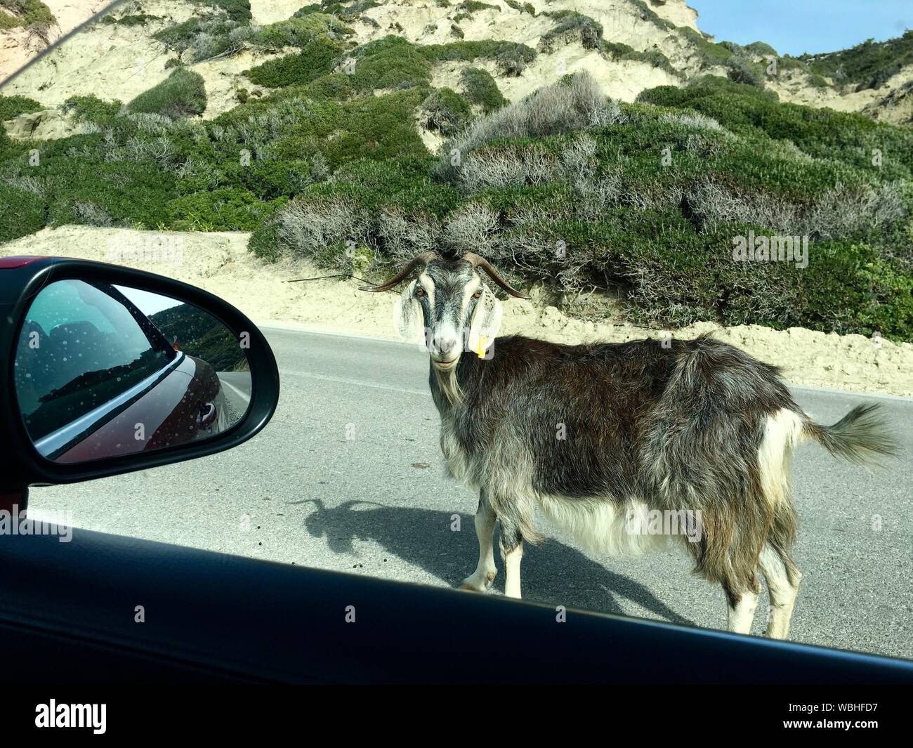 Goat on side of road hi-res stock photography and images - Alamy