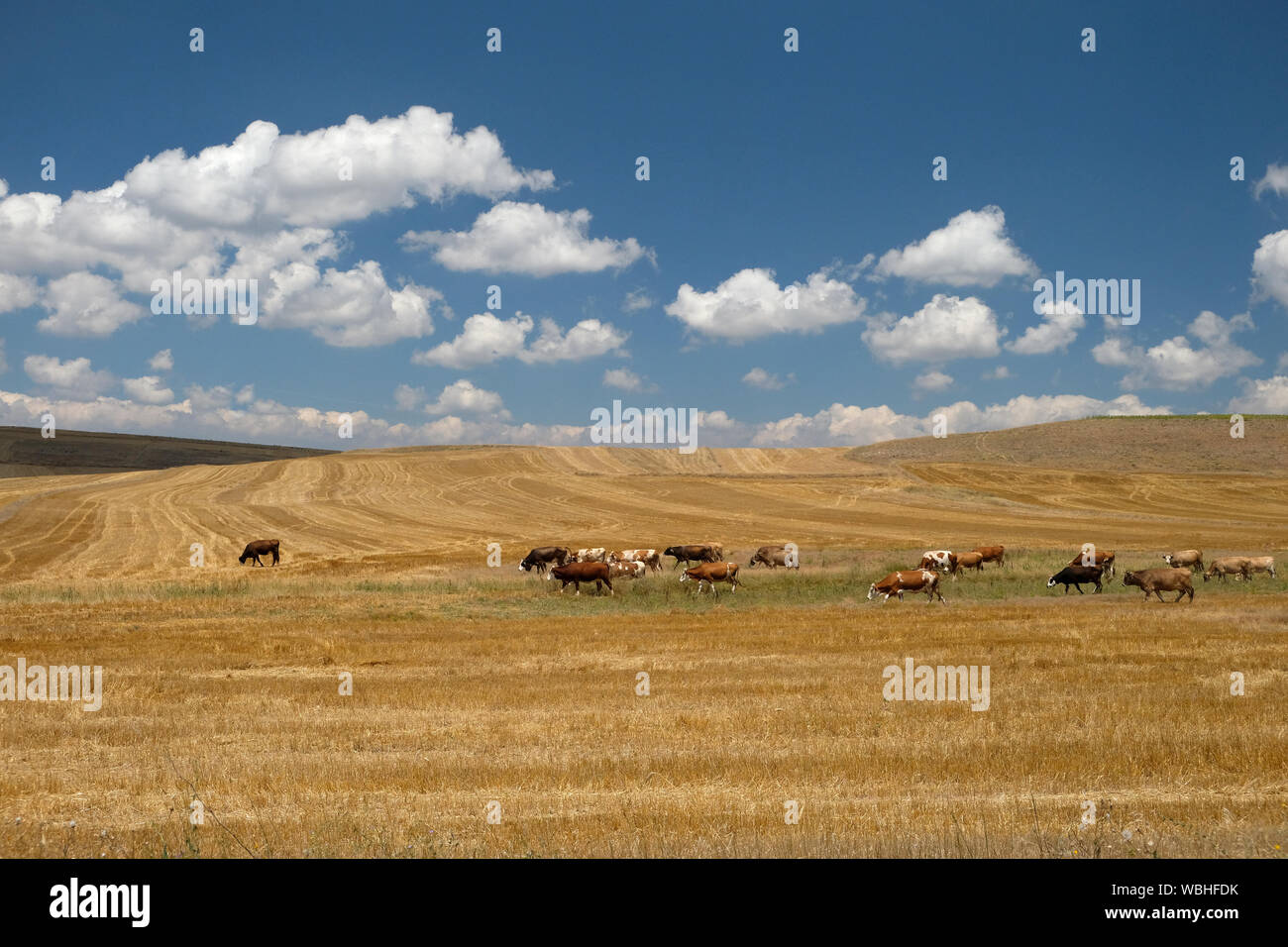 rangelands are important for livestock Stock Photo - Alamy