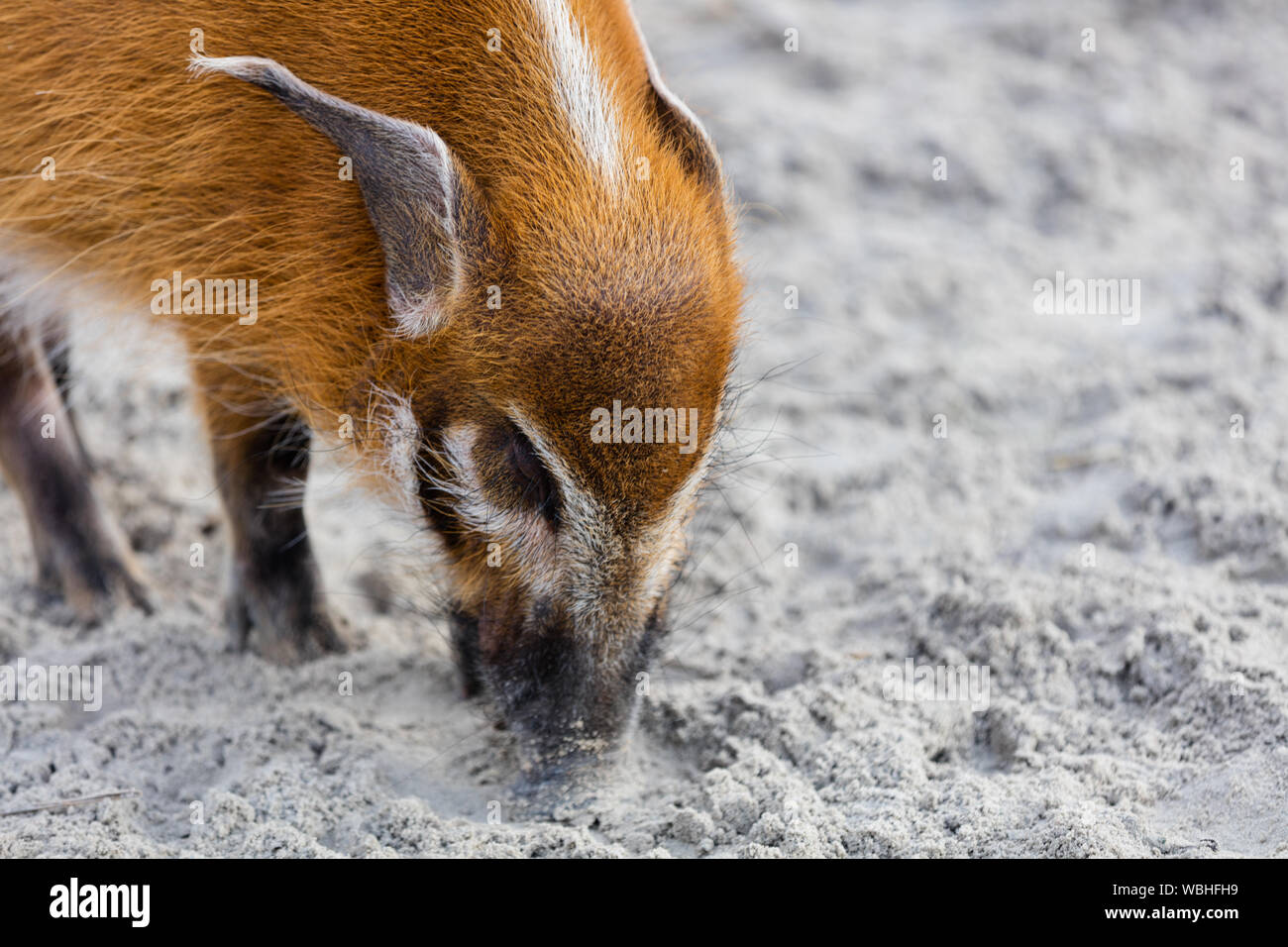 Orange pig hi-res stock photography and images - Alamy