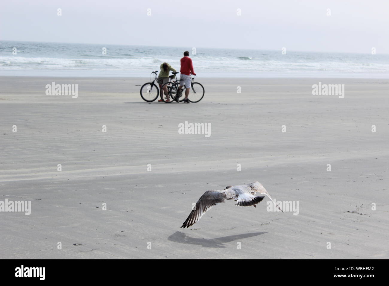 Land landing urban nature wildlife hi-res stock photography and images ...