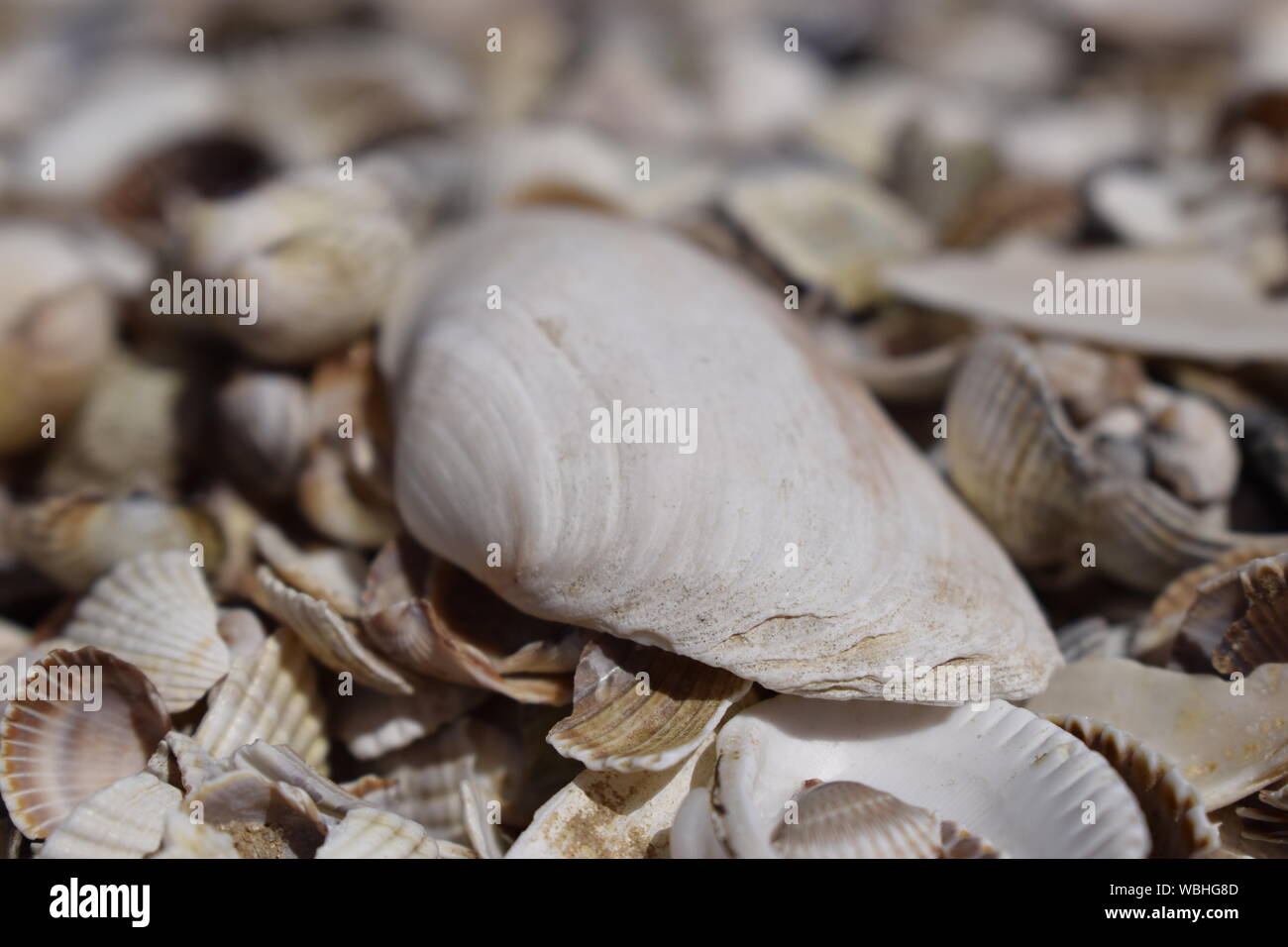 Sea shells composition. Natural background of broken seashells on the ...