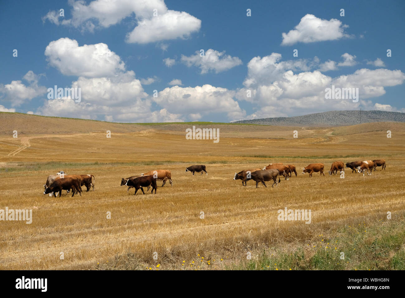 rangelands are important for livestock Stock Photo - Alamy