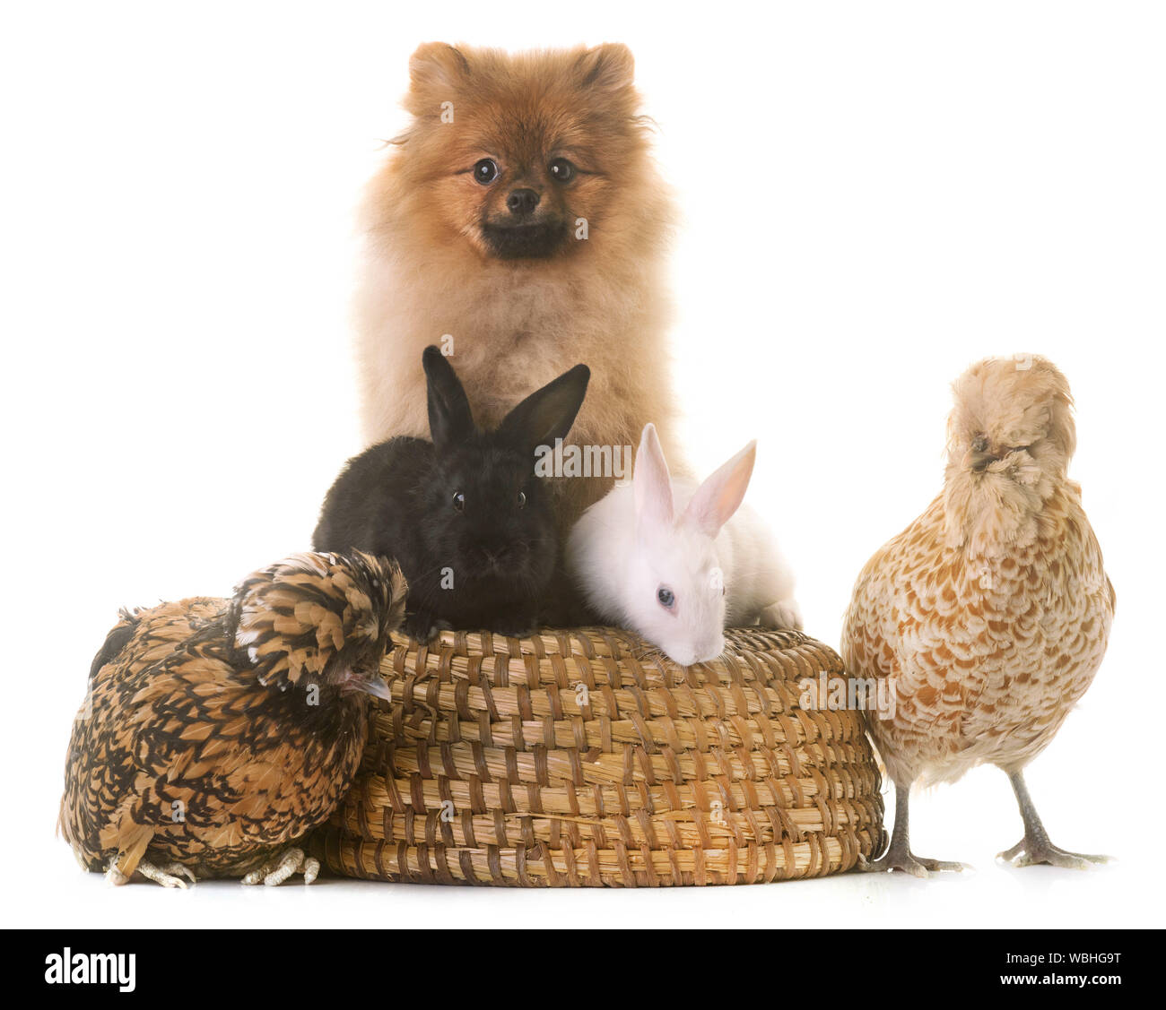 Animals, white background hi-res stock photography and images - Alamy