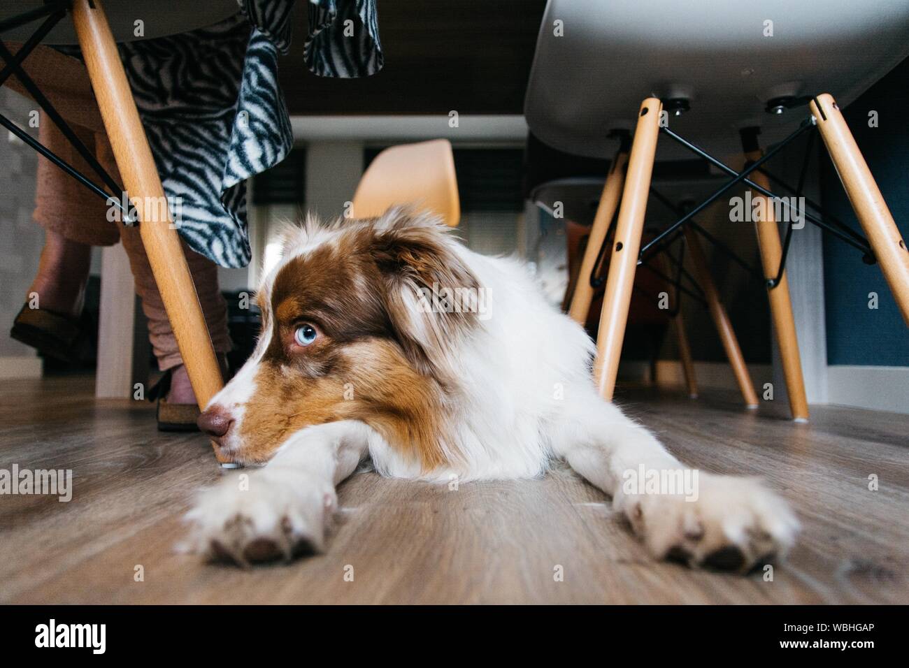 Dog lying under table hi-res stock photography and images - Alamy