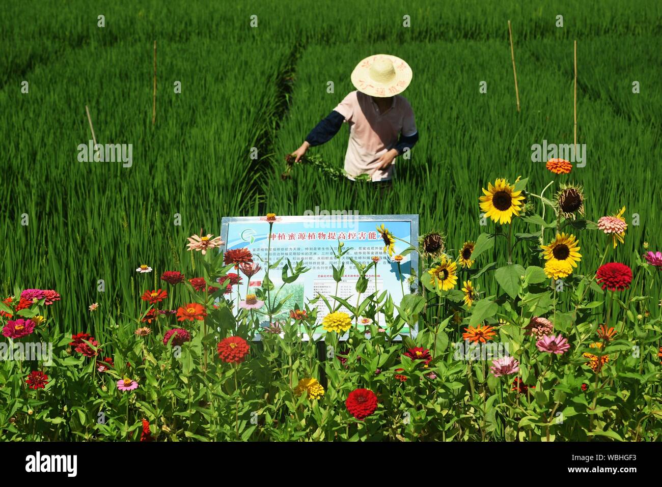 Biological control of agricultural pests hi-res stock photography and ...