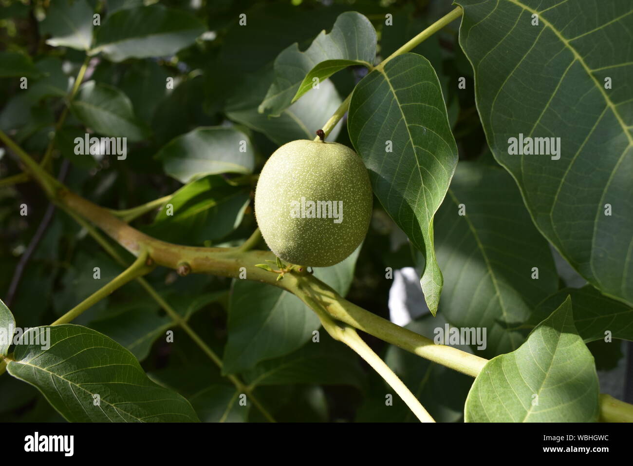 Walnut branch unripe white background hi-res stock photography and ...