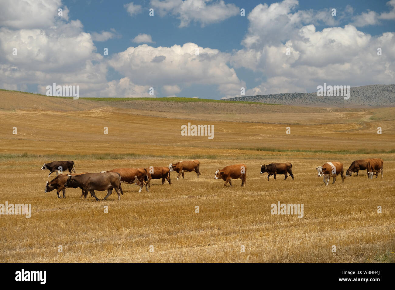 rangelands are important for livestock Stock Photo - Alamy